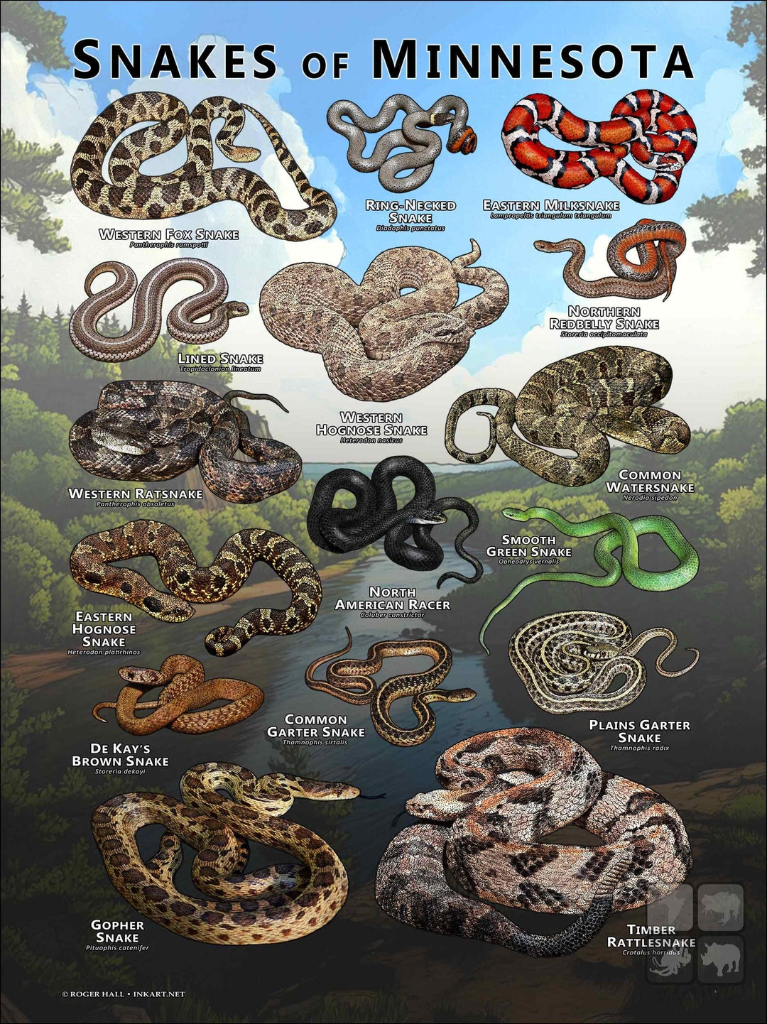 Snakes of Minnesota Poster Print Field Guide - Etsy