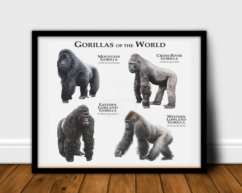 Gorillas of the World Poster Print - Etsy UK
