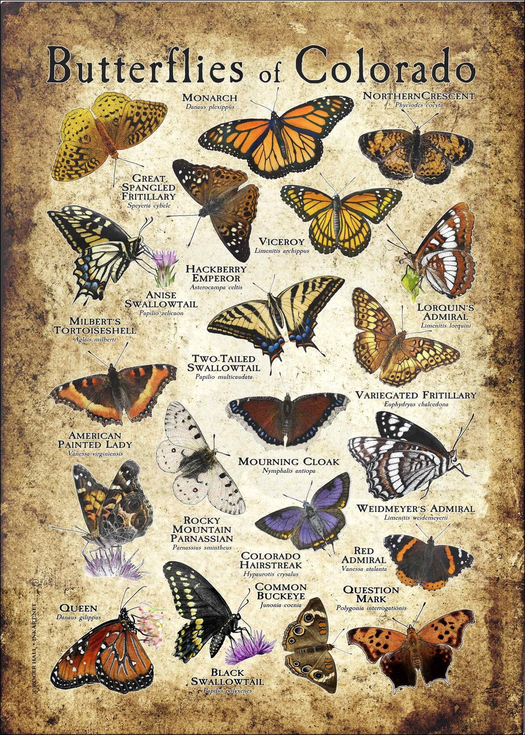 Butterflies of Colorado Poster Print - Field Guide - Etsy