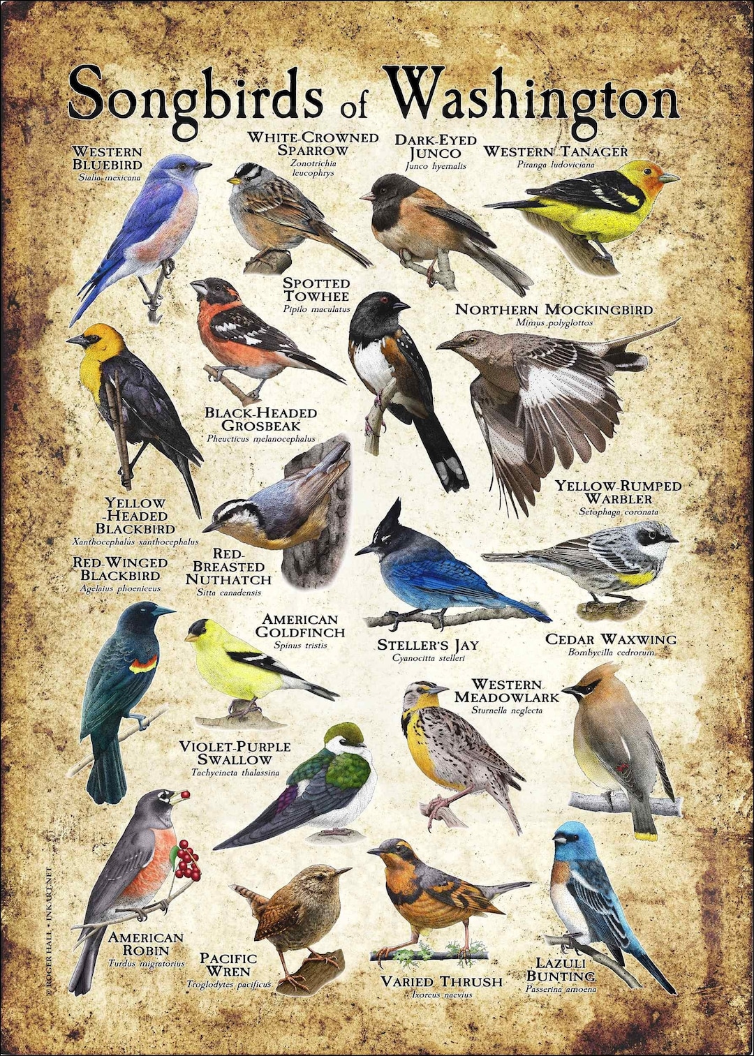 Songbirds of Washington Poster Print Field Guide - Etsy