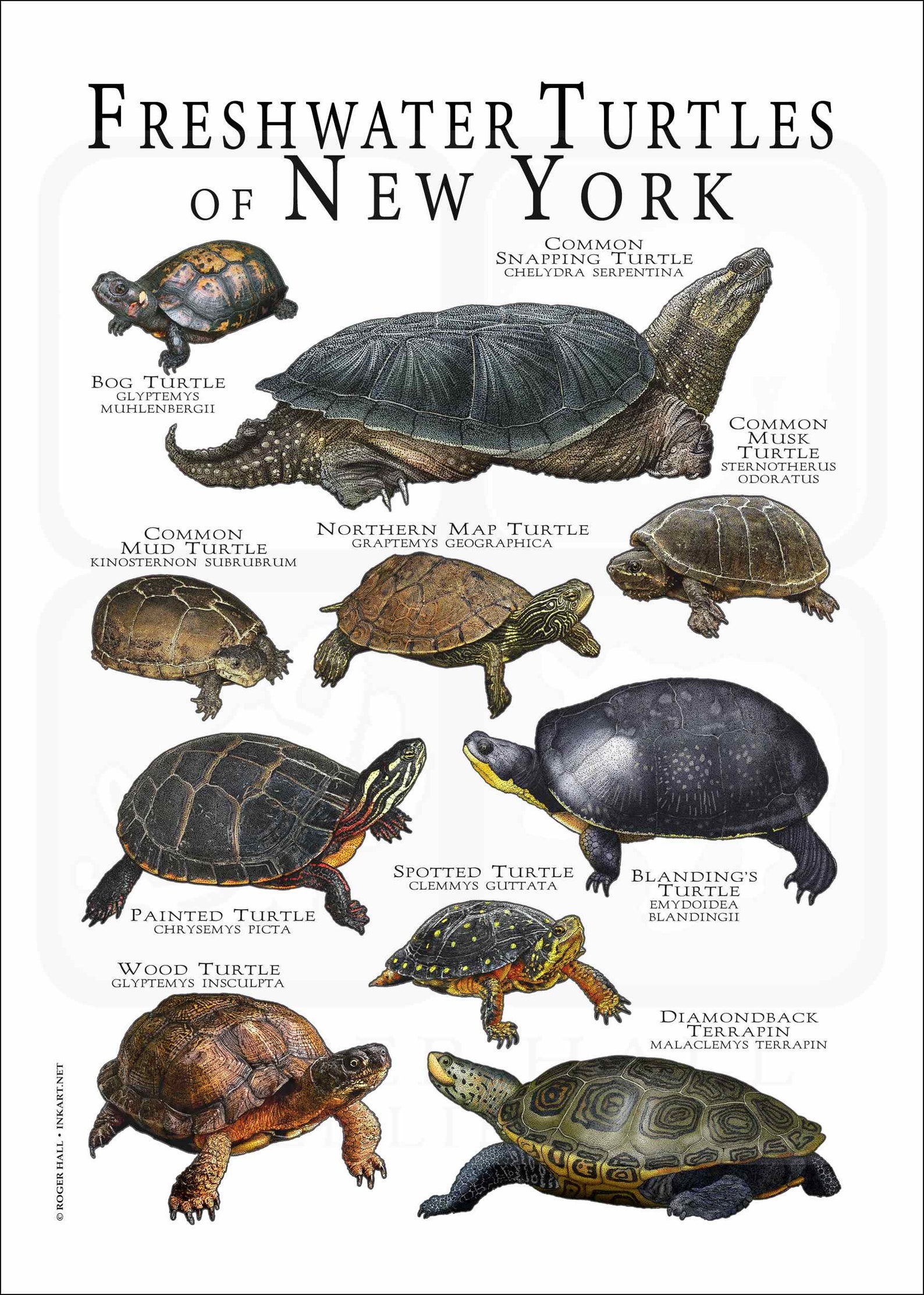 Freshwater Turtles of New York Poster Print Field Guide - Etsy