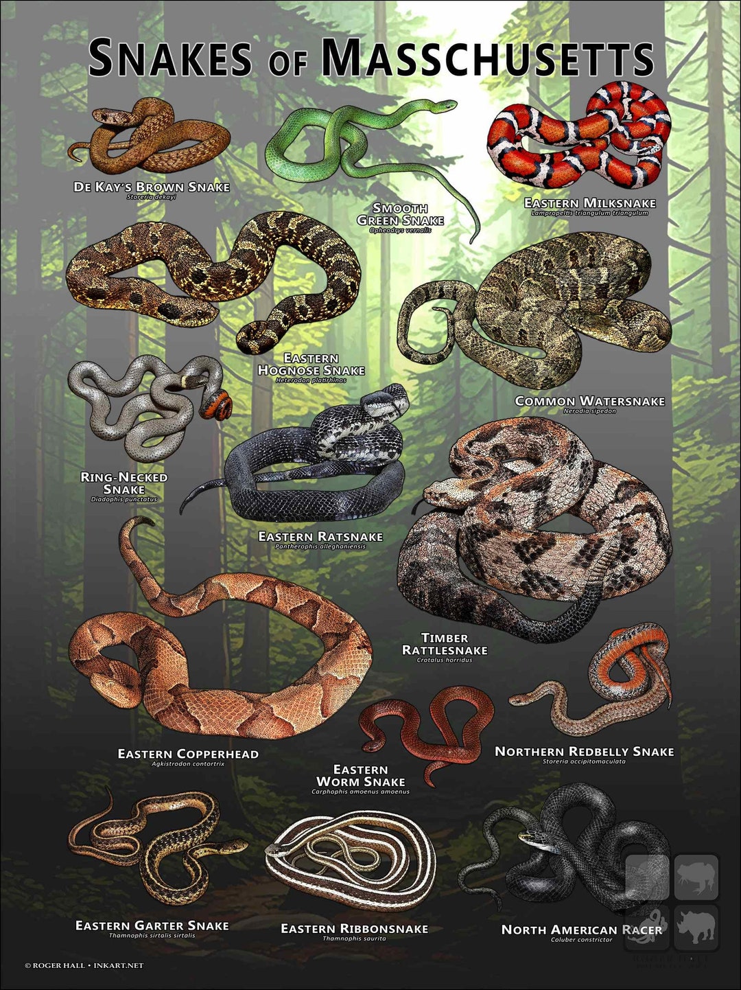Snakes of Massachusetts Poster Print/field Guide - SIGNED BY ARTIST! - Etsy