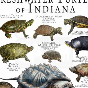 Freshwater Turtles of Indiana Poster Print/field Guide - SIGNED BY ...