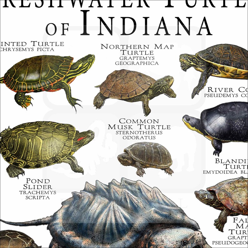 Freshwater Turtles of Indiana Poster Print Field Guide - Etsy
