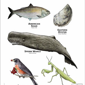 Connecticut State Animals Poster Print - Etsy