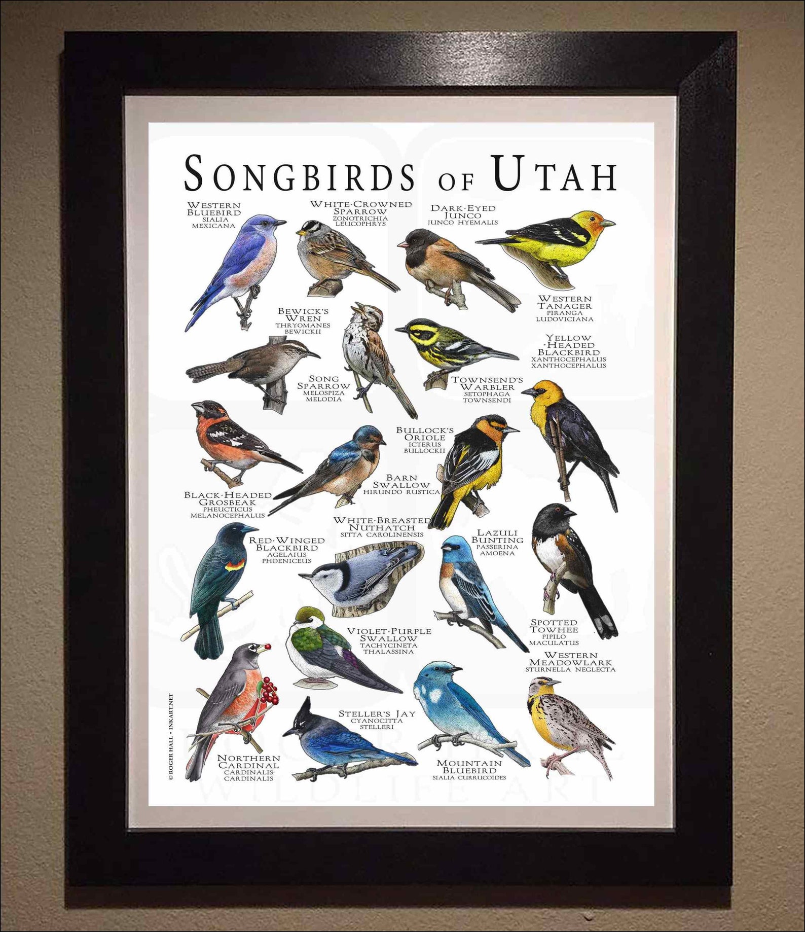 Songbirds of Utah Poster Print - Field Guide - Etsy