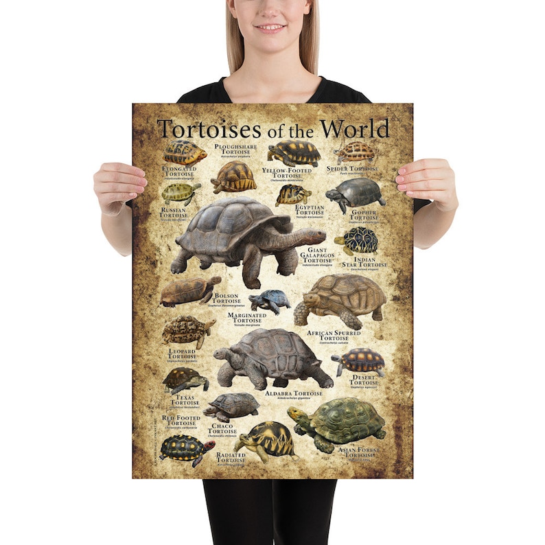 Tortoises of the World Poster Print - SIGNED BY ARTIST - Etsy