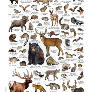 Texas Mammals Field Guide Poster Print: Signed Wildlife Art - Etsy