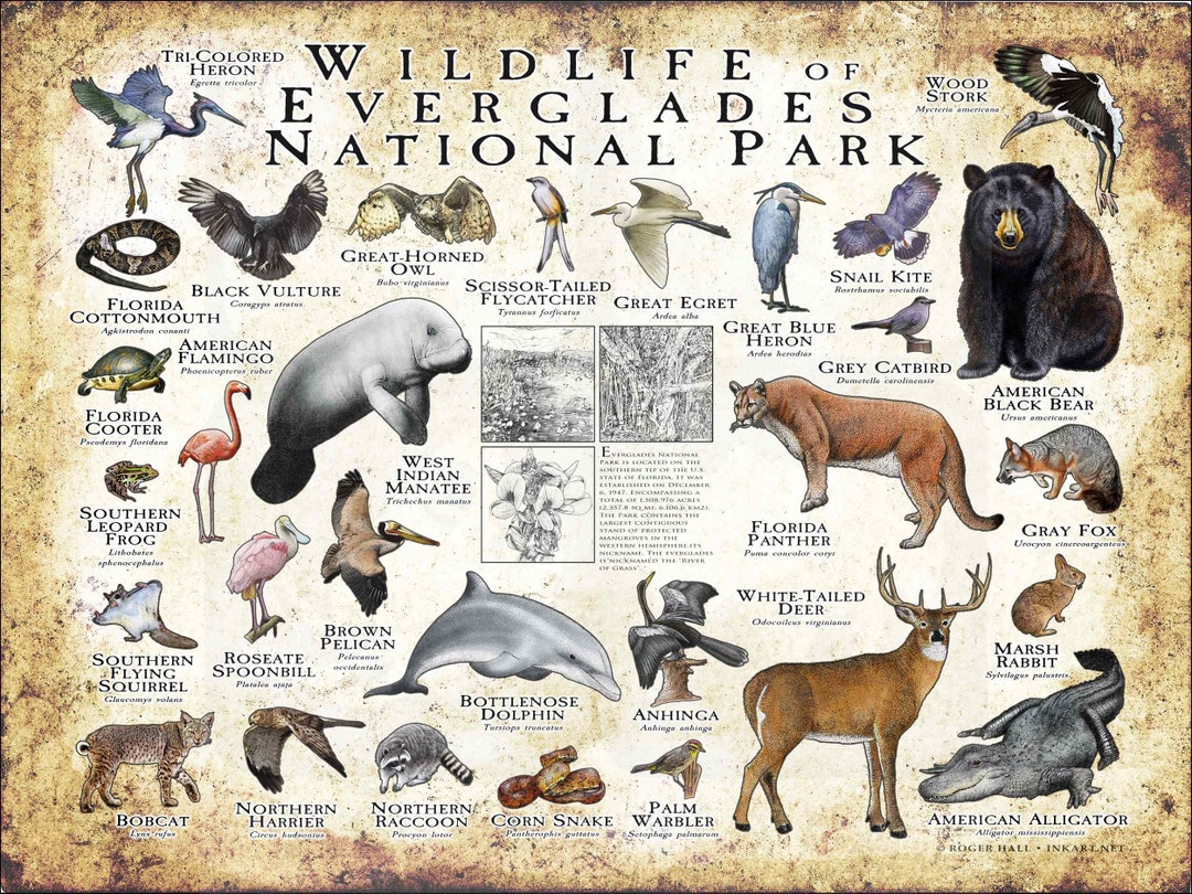 Wildlife of Everglades National Park Field Guide - Etsy