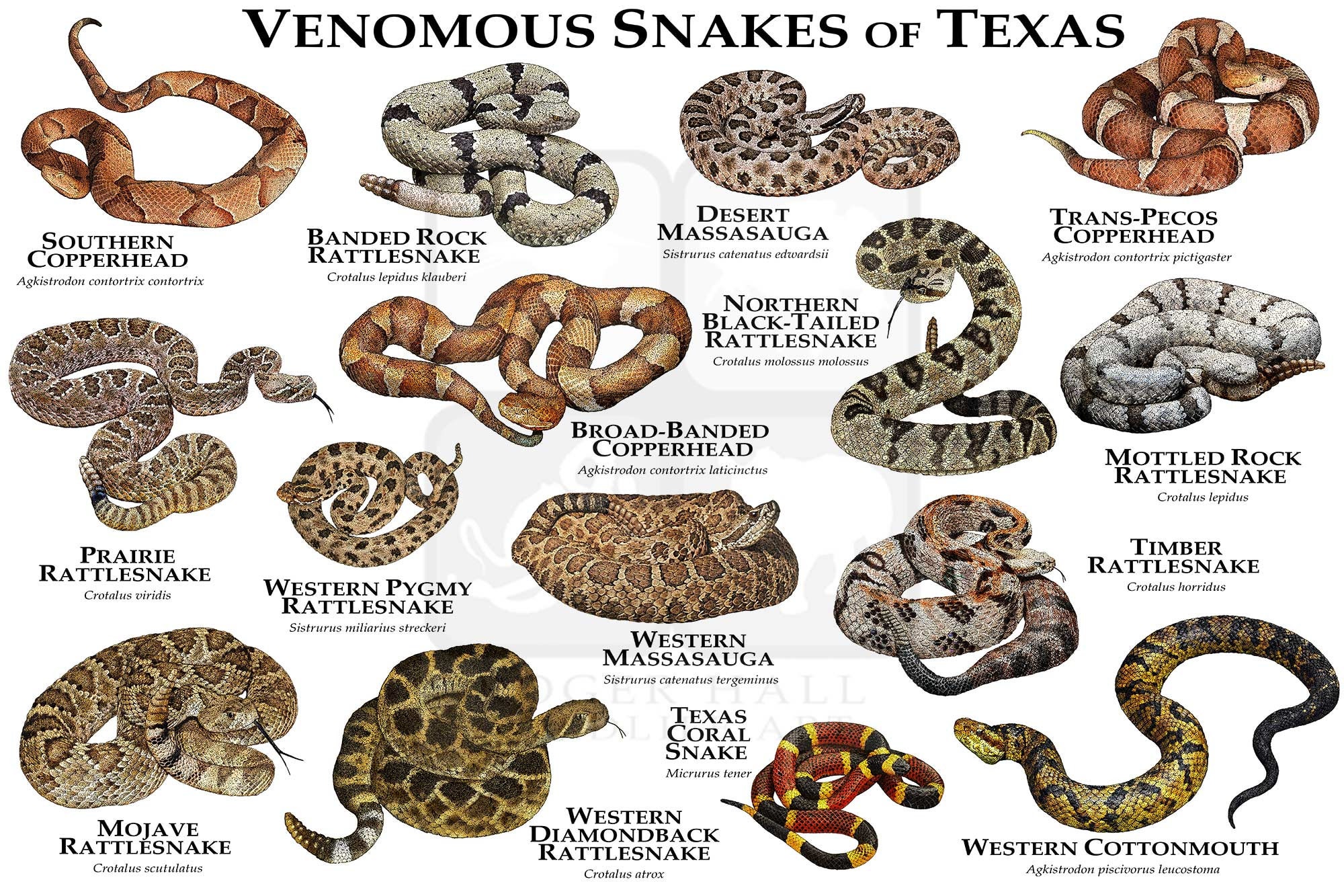 Venomous Snakes Of Texas Art Print Field Guide Etsy