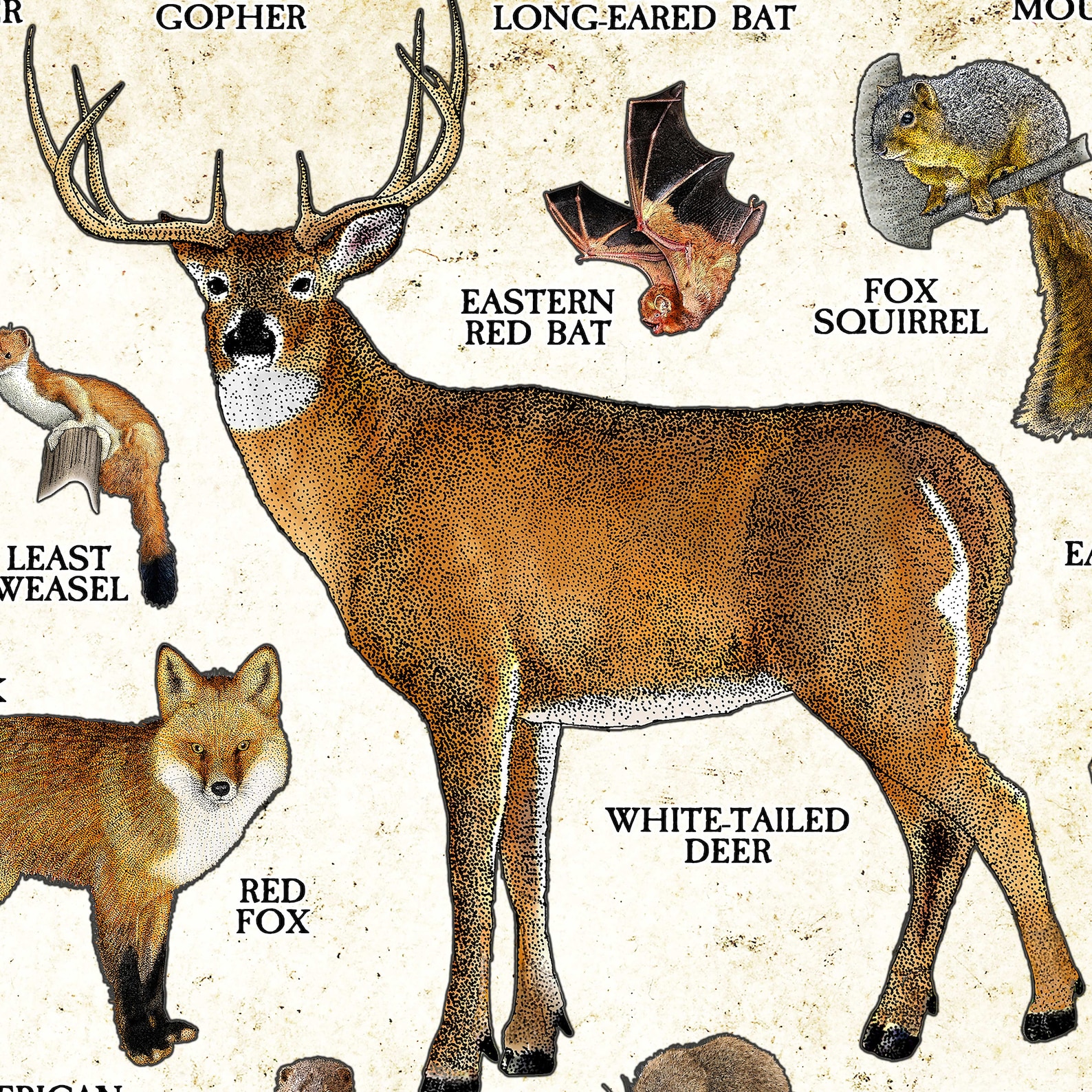Mammals of Indiana Poster Print / Indiana Mammals Field Guide - Etsy