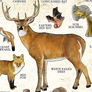 Mammals of Indiana Poster Print / Indiana Mammals Field Guide / Animals ...