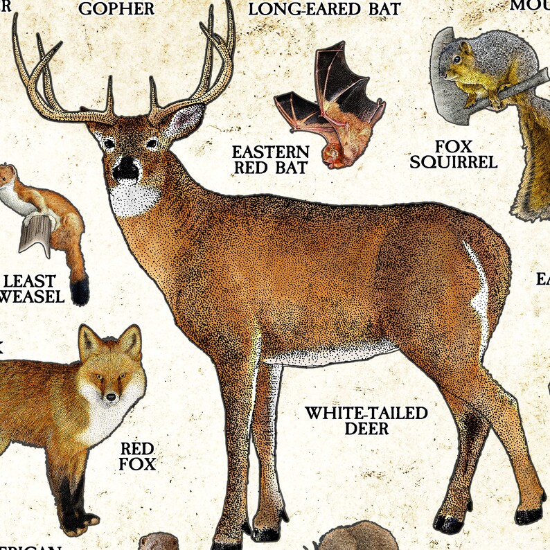 Indiana Mammals Poster Print: Signed Field Guide Art - Etsy