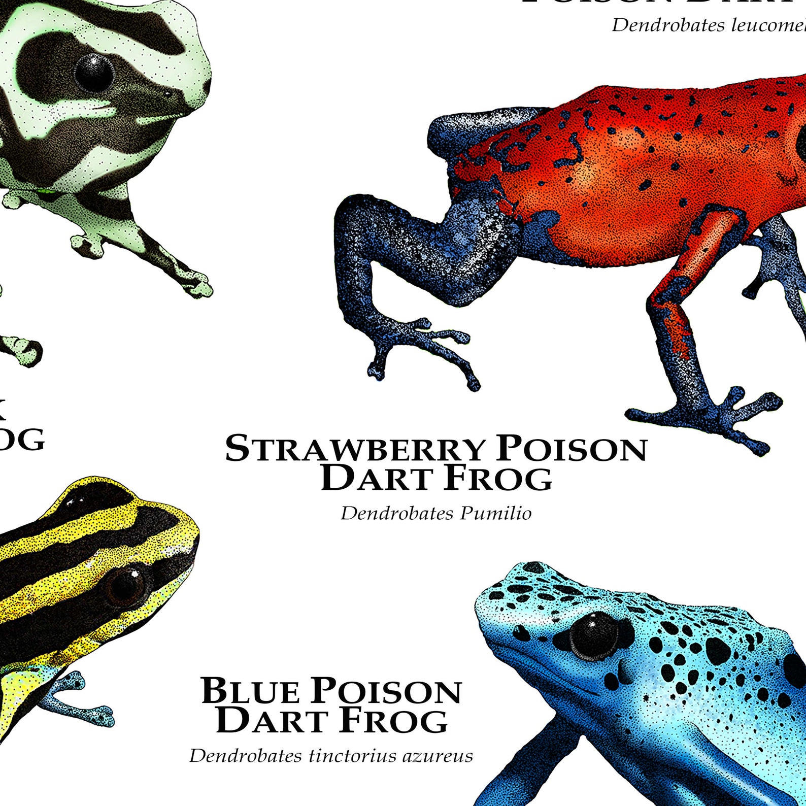 Poison Dart Frogs of Amazonia Poster Print - Etsy