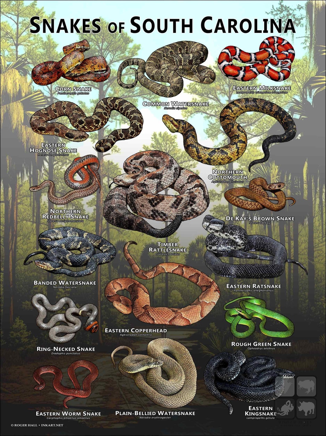 Snakes of South Carolina Poster Print/field Guide - SIGNED BY ARTIST ...