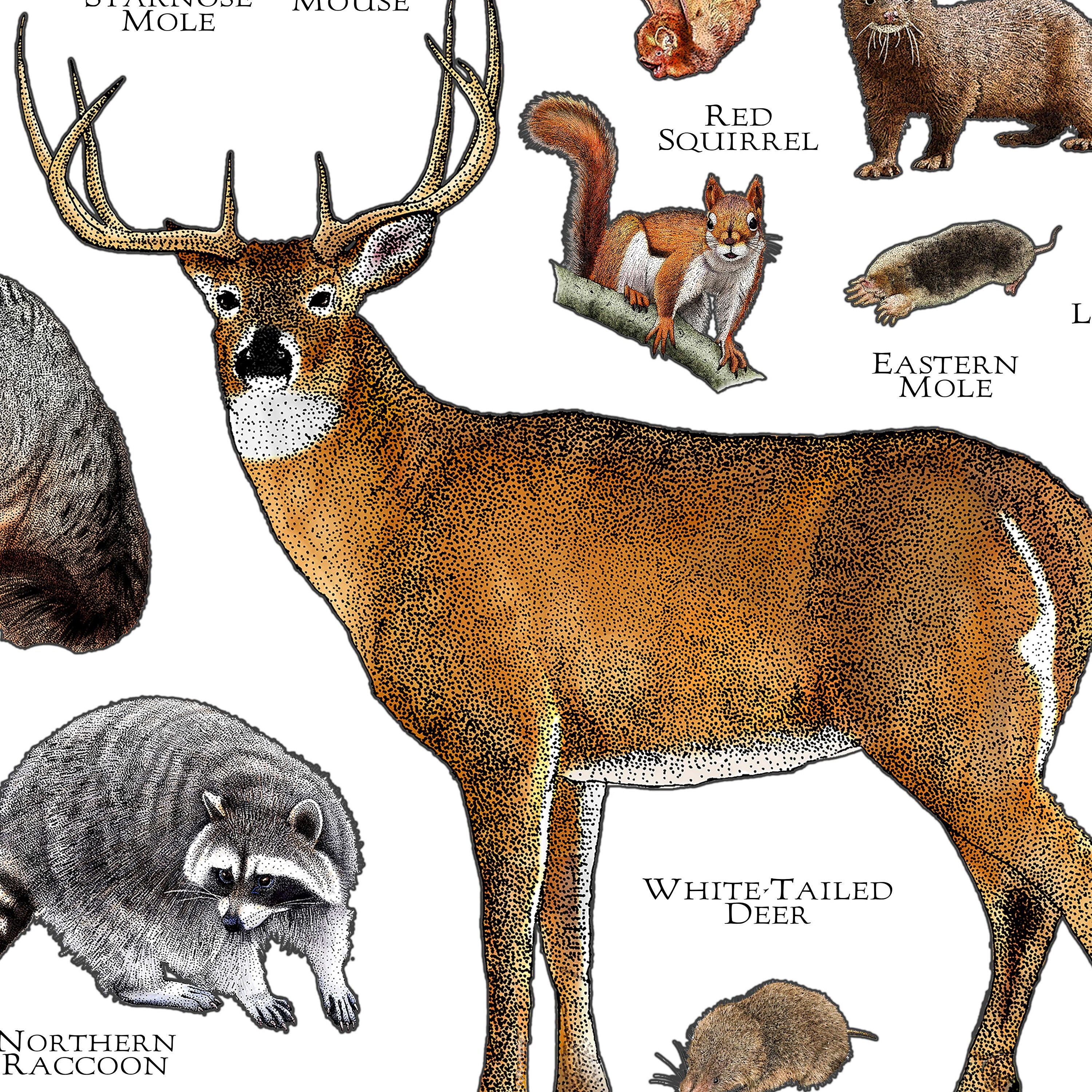 Delaware State Mammal