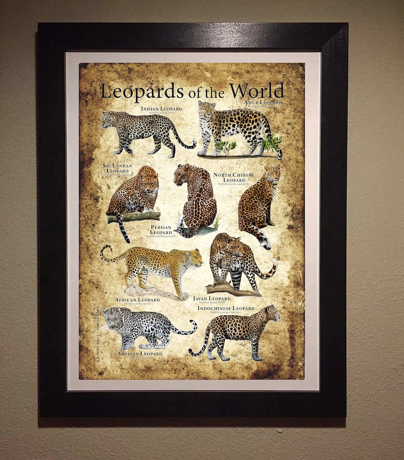 Leopards of the World Poster Print - Etsy