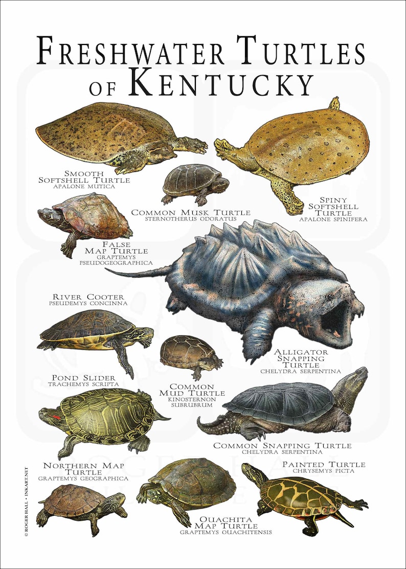 Freshwater Turtles of Kentucky Poster Print/field Guide - SIGNED BY ...