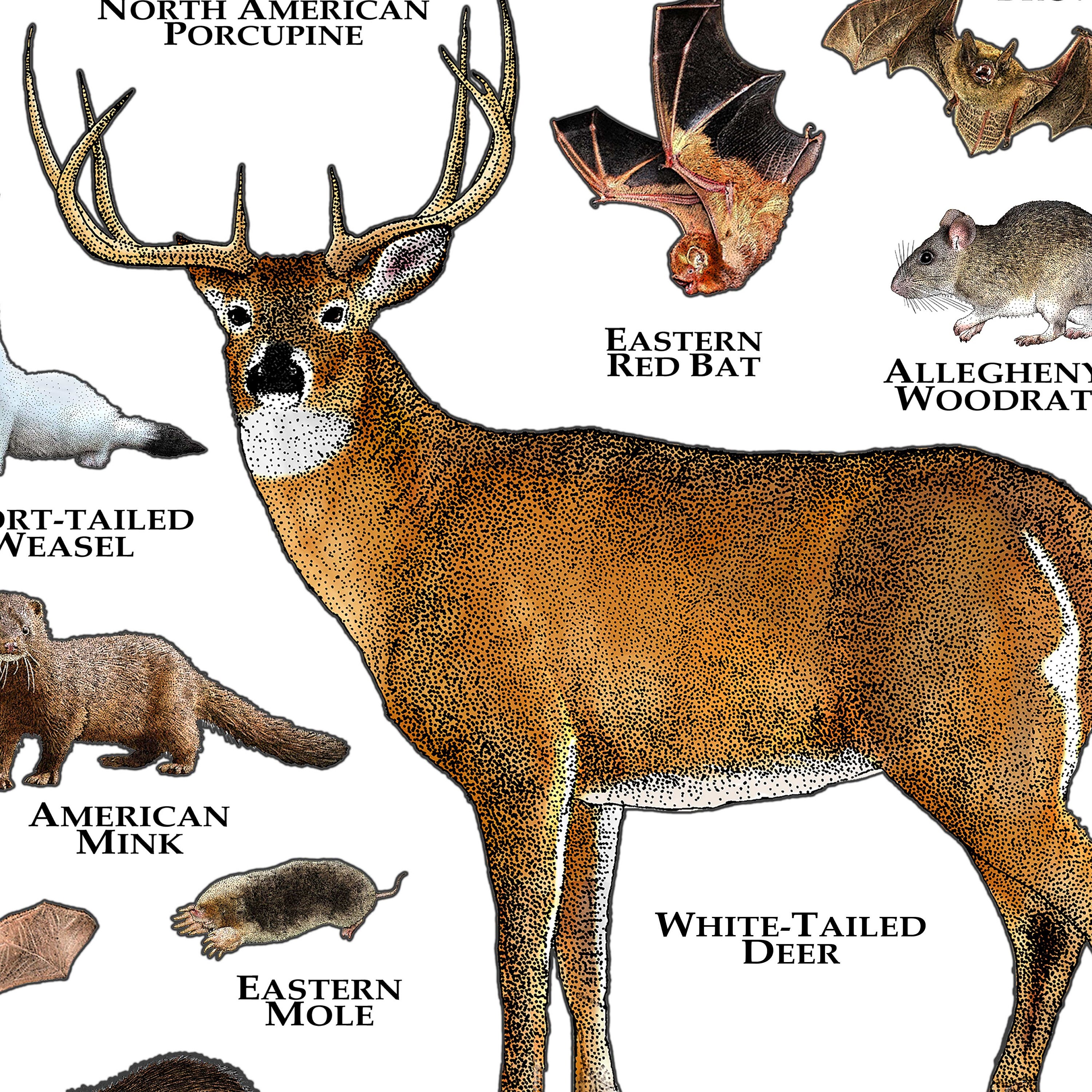 Mammals of Pennsylvania Poster Print / Pennsylvania Mammals - Etsy UK