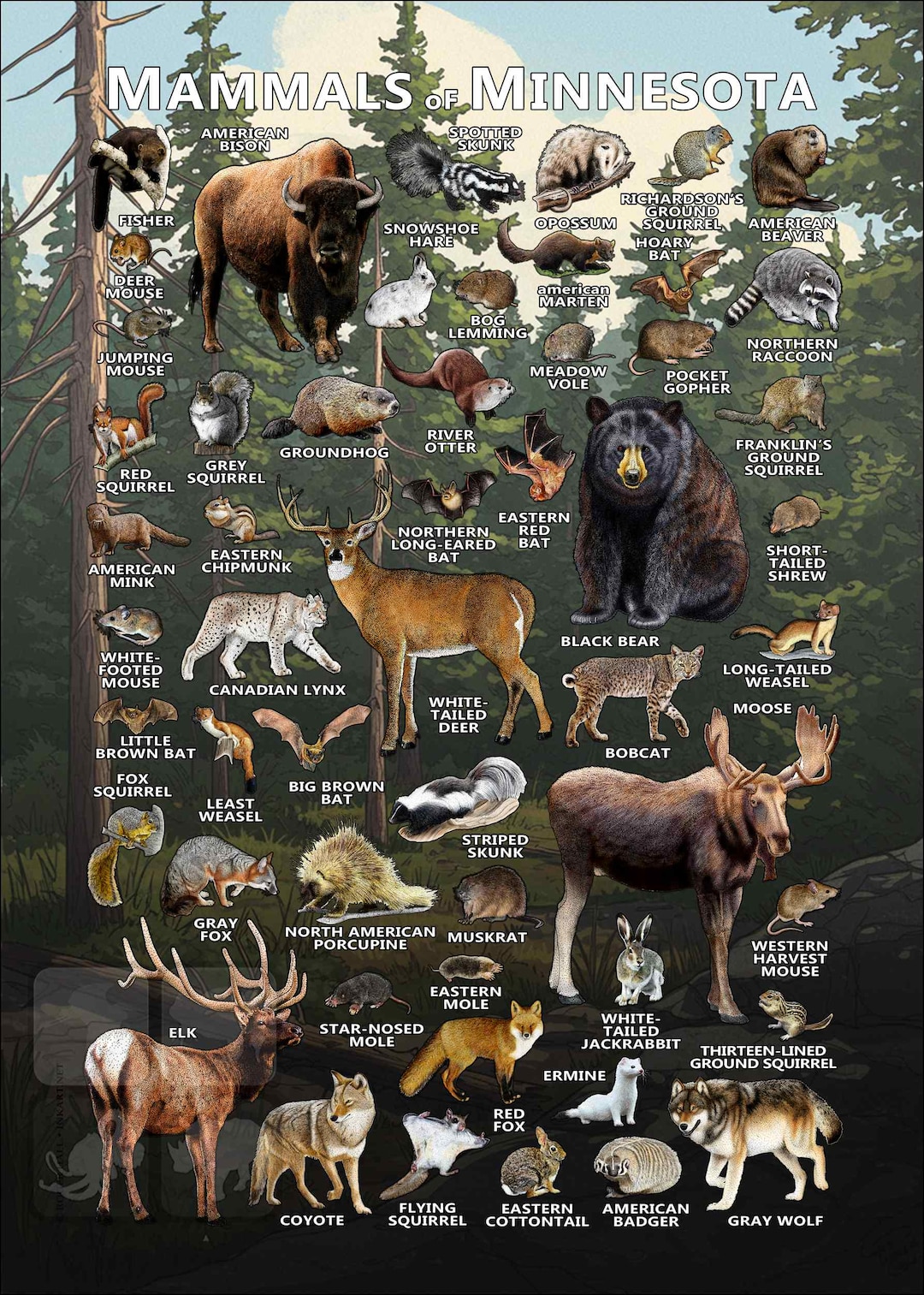 Minnesota Mammals Poster Print: Illustrated Field Guide, Signed Art - Etsy