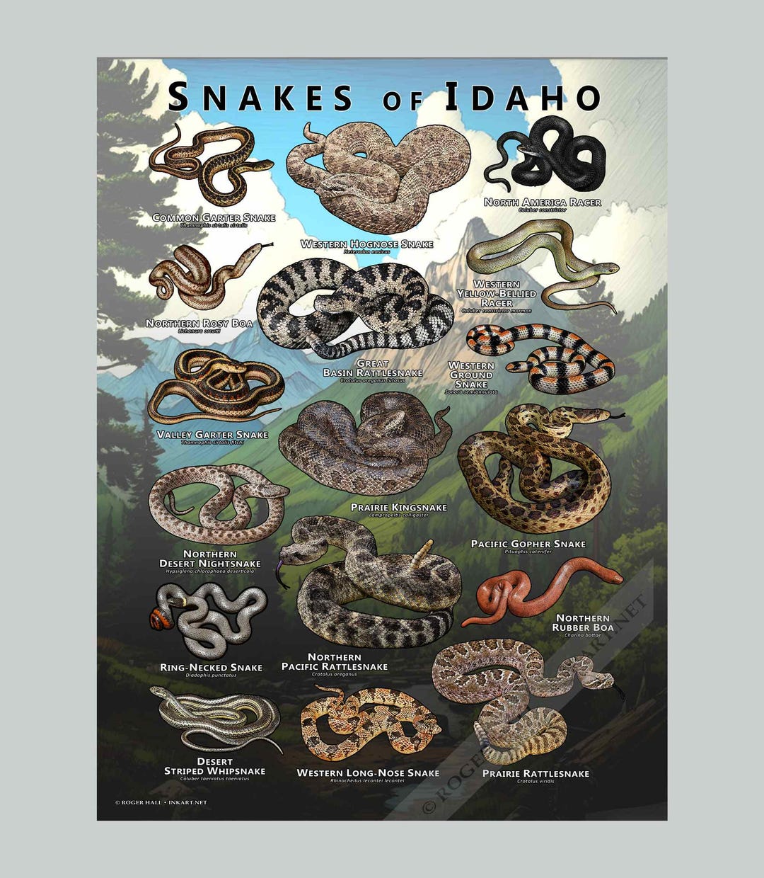 Snakes of Idaho Poster Print/field Guide - SIGNED BY ARTIST! - Etsy