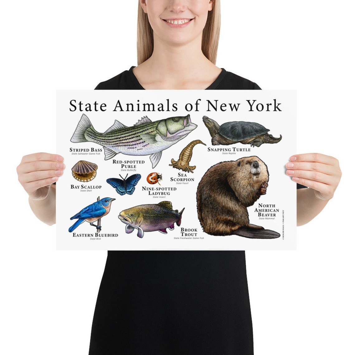 New York State Animals Poster Print | Etsy