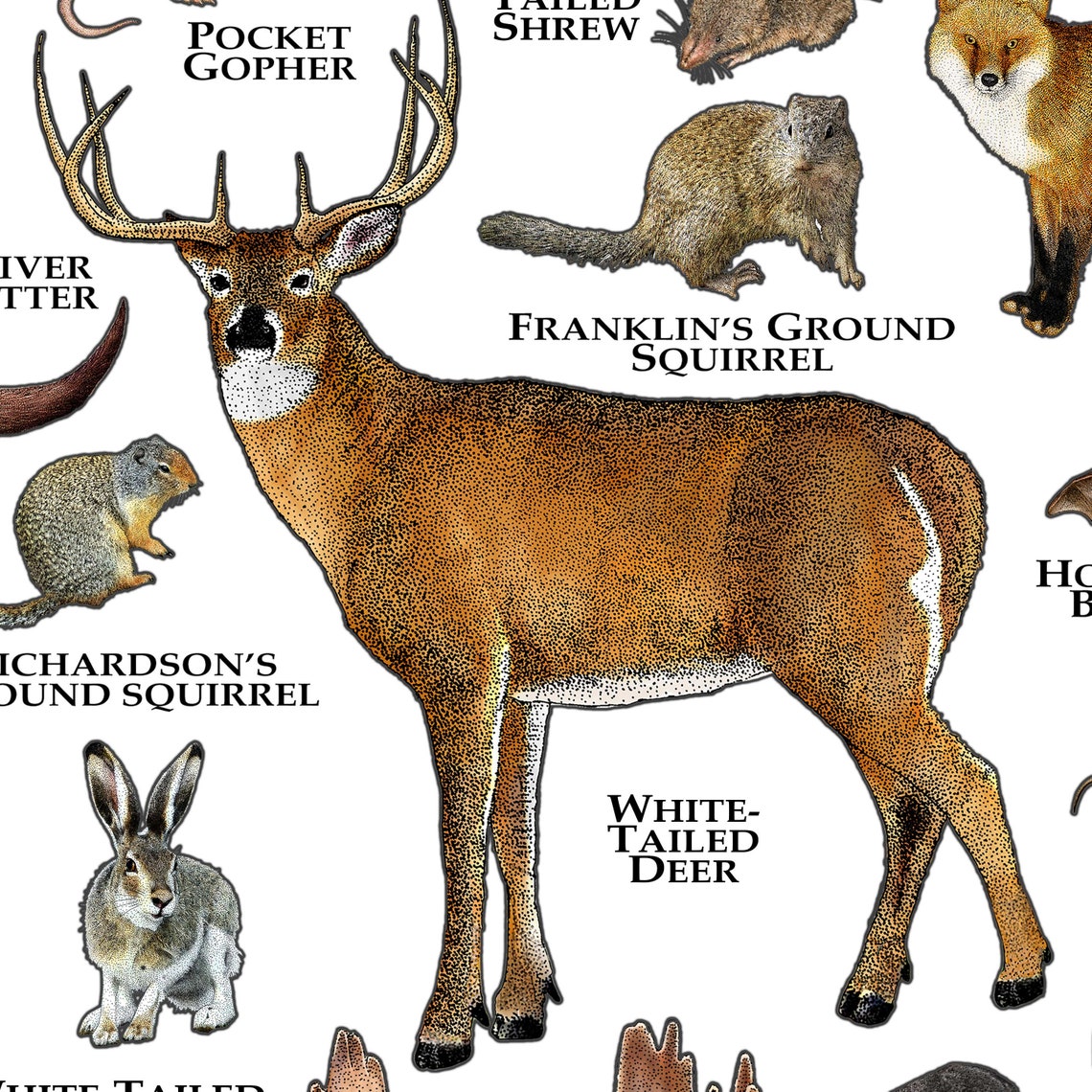 North Dakota Mammals Poster Print: Signed Wildlife Art - Etsy