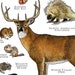 Mammals of New Jersey Poster Print / New Jersey Mammals Field Guide ...