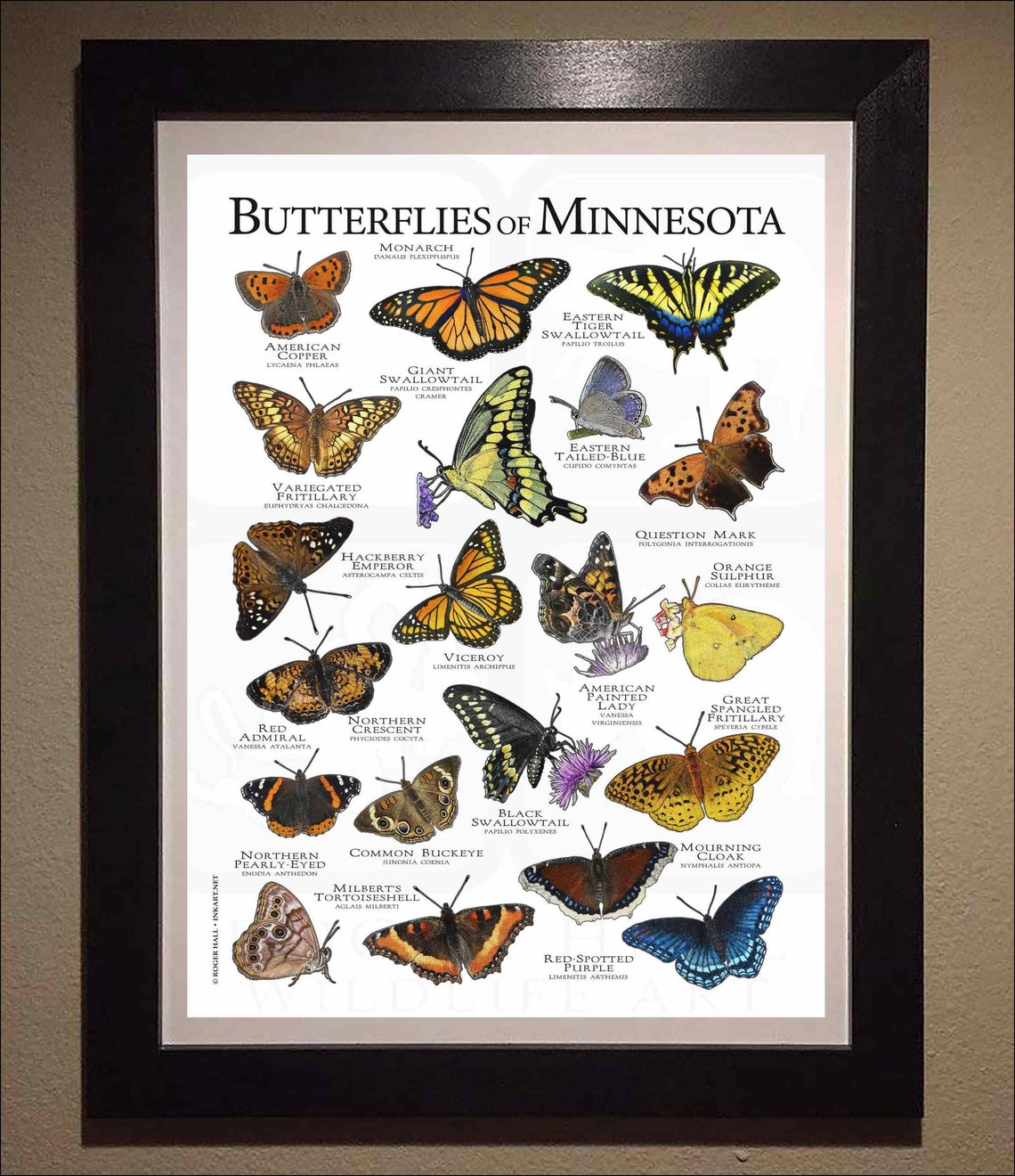 Butterflies of Minnesota Poster Print Field Guide - Etsy