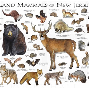 Mammals of New Jersey Poster Print / New Jersey Mammals Field Guide ...