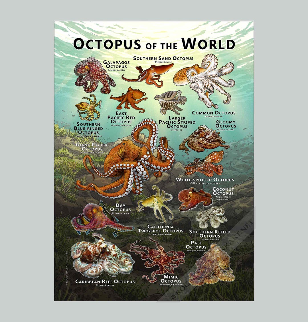 Octopus of the World Poster Print - SIGNED BY ARTIST! - Etsy