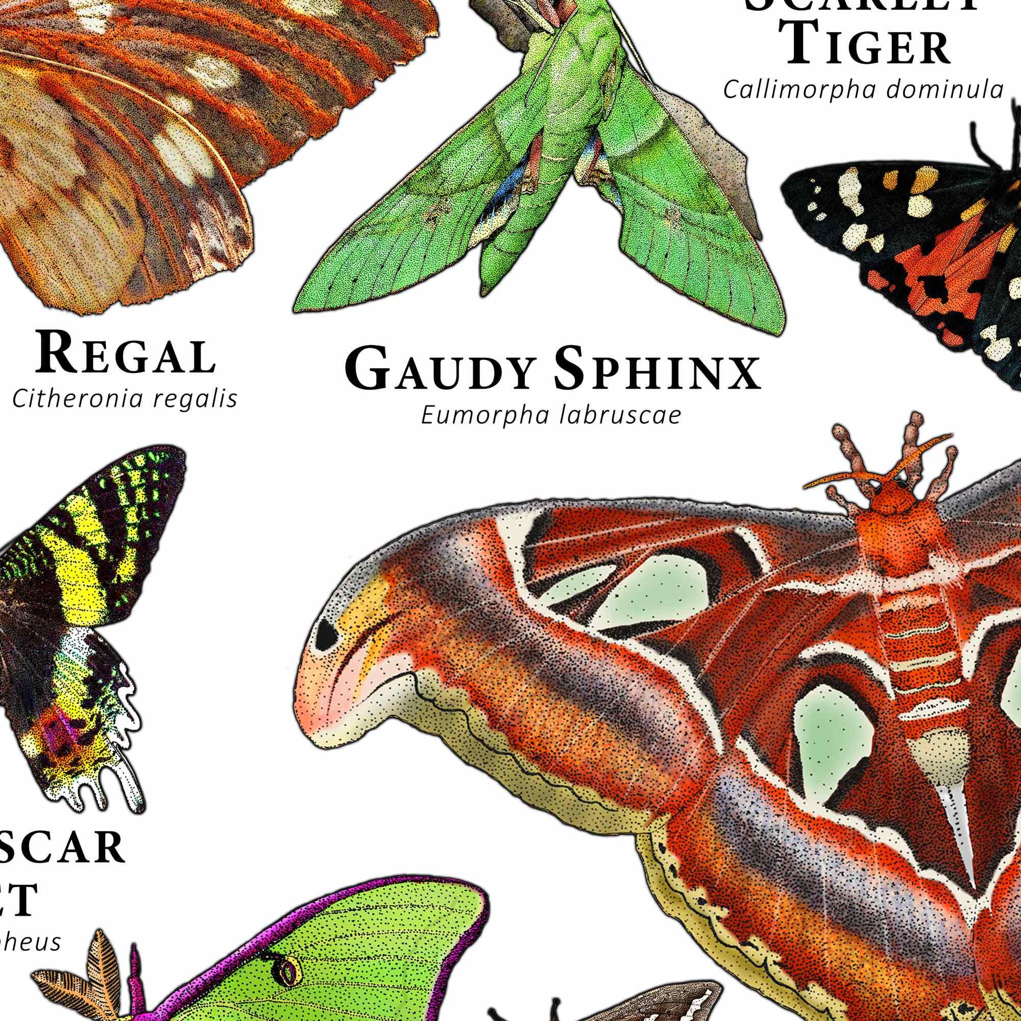 Moths of the World Poster Print - SIGNED BY ARTIST! - Etsy