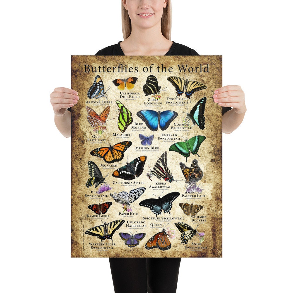 Butterflies Of The World Poster