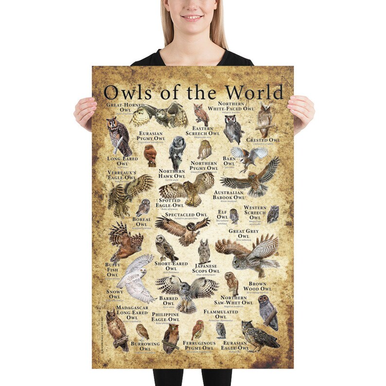 Owls of the World Poster Print | Etsy