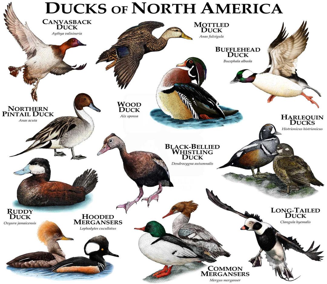 Ducks of North America Poster Print - Etsy Canada