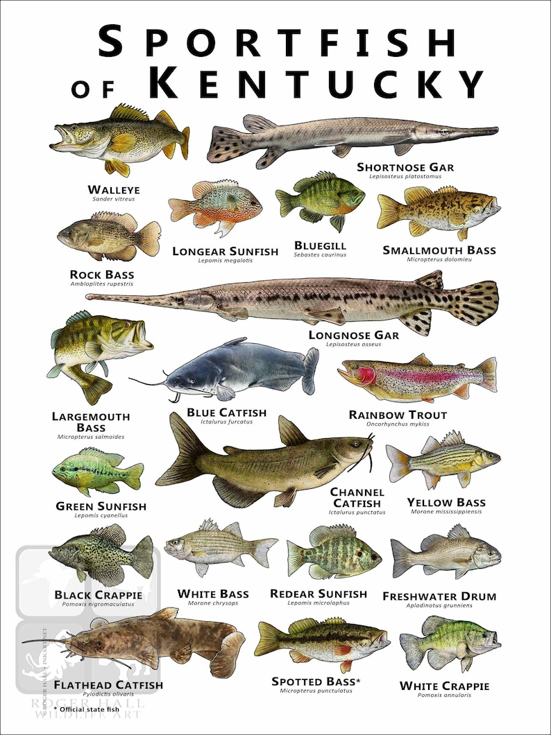 Sportfish of Kentucky Poster Print/field Guide - SIGNED BY ARTIST! - Etsy