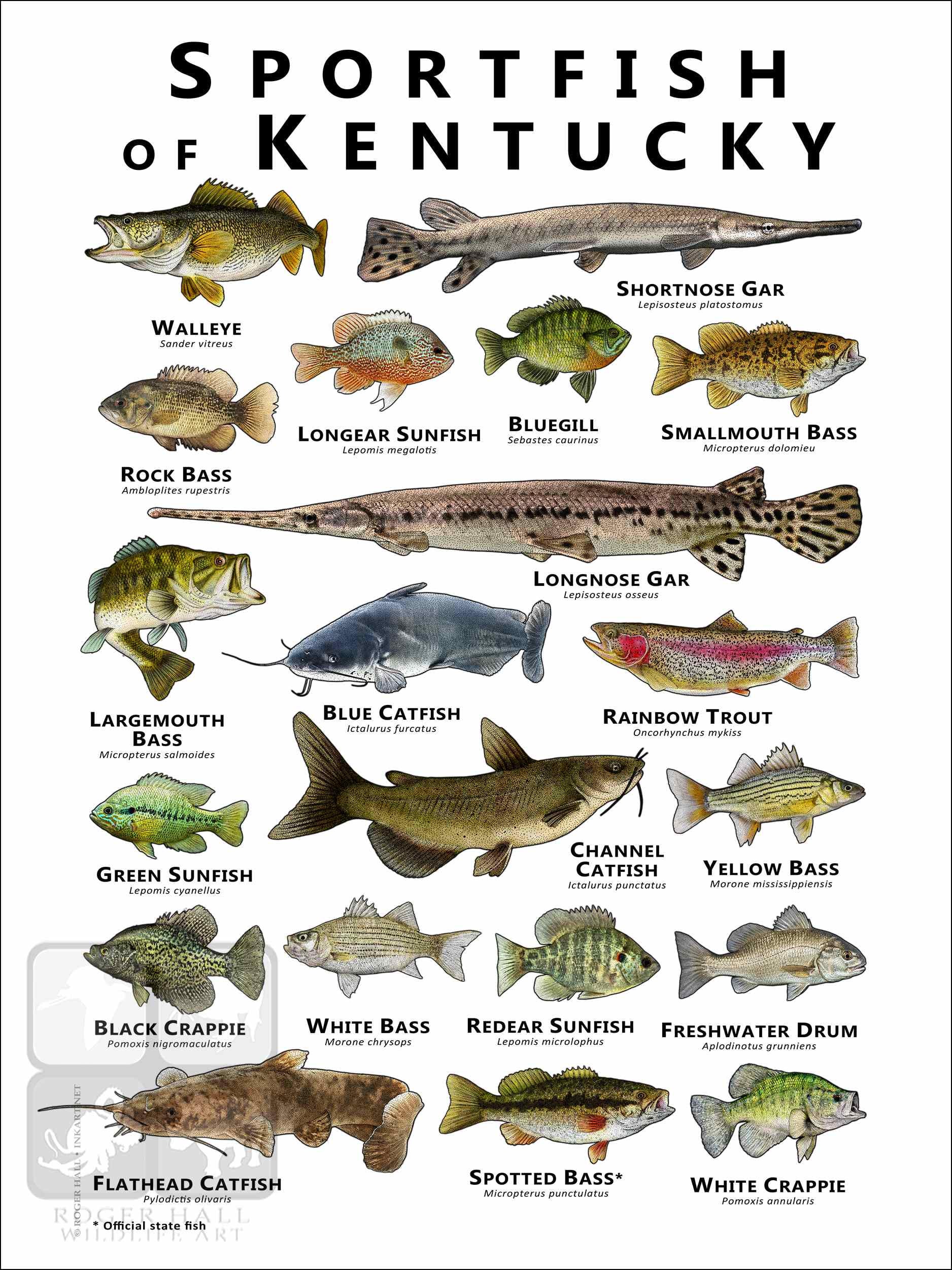 Sportfish of Kentucky Poster Print/field Guide - SIGNED BY ARTIST! - Etsy