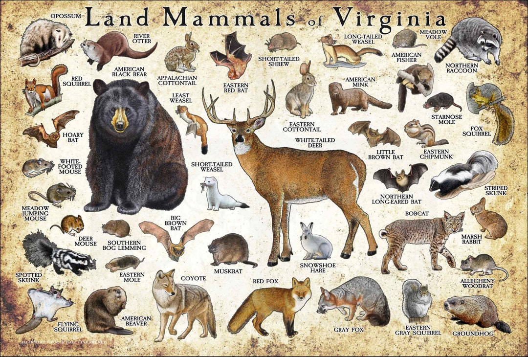 Mammals of Virginia Poster Print / Virginia Mammals Field Guide ...