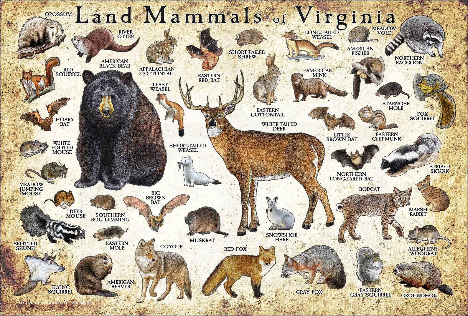 Mammals of Virginia Poster Print / Virginia Mammals Field - Etsy