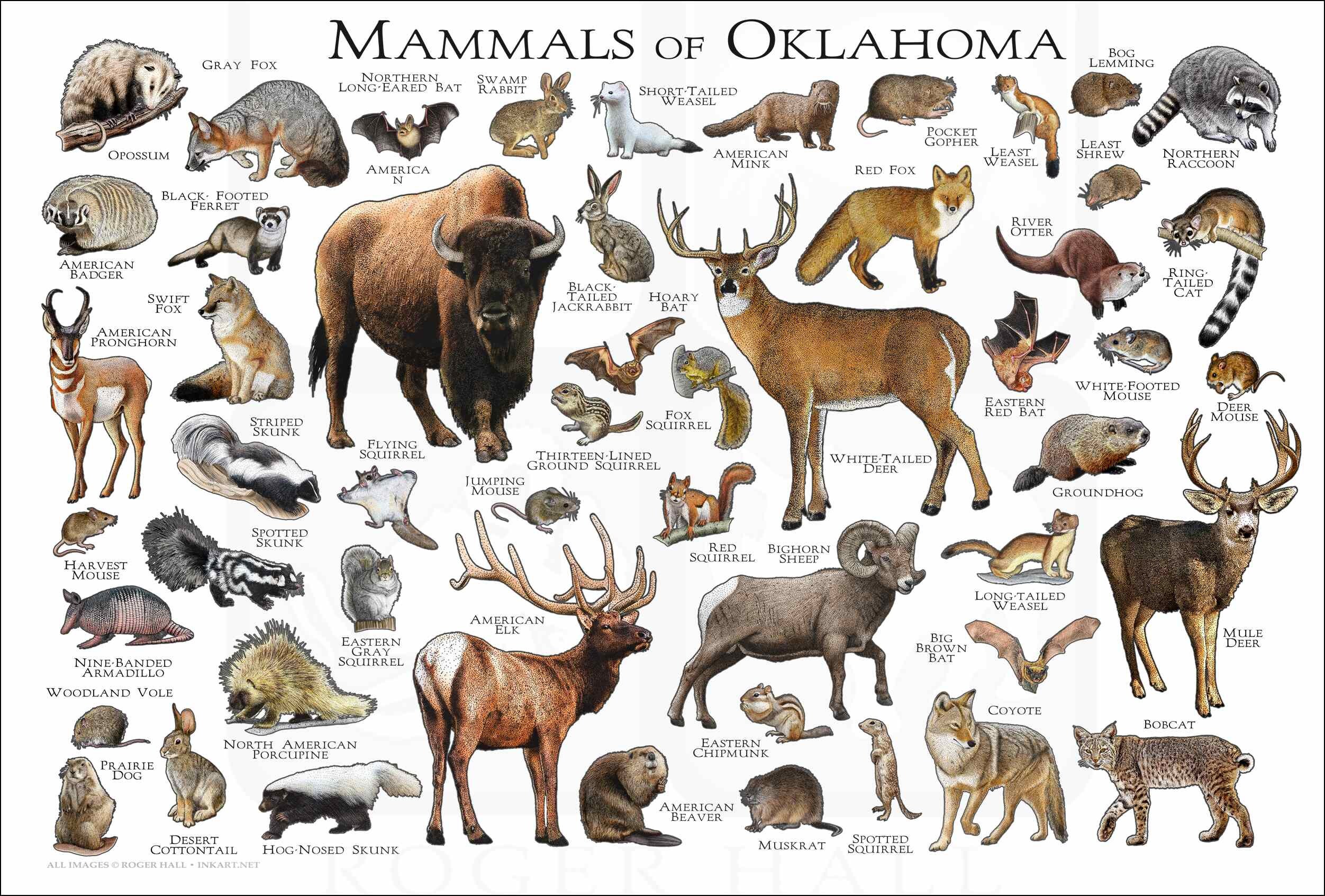 Mammals of Oklahoma Poster Print / Oklahoma Mammals Field - Etsy