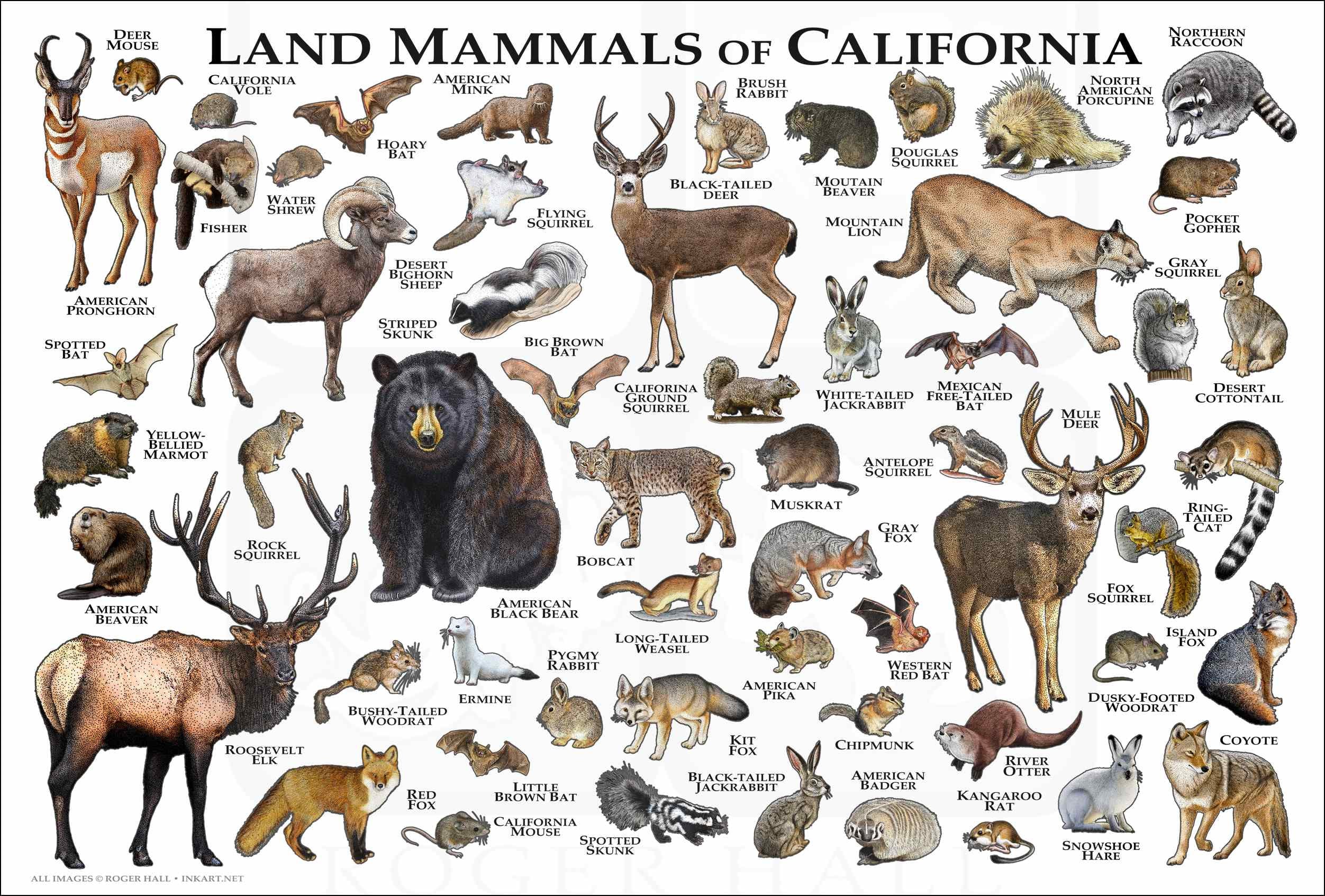 Mammals of California Poster Print / California Mammals Field - Etsy