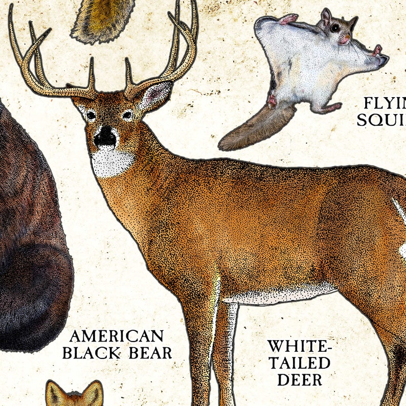Arkansas Mammals Poster Print: Signed Field Guide Art - Etsy