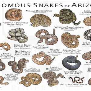 Venomous Snakes of Arizona Art Print / Field Guide - Etsy