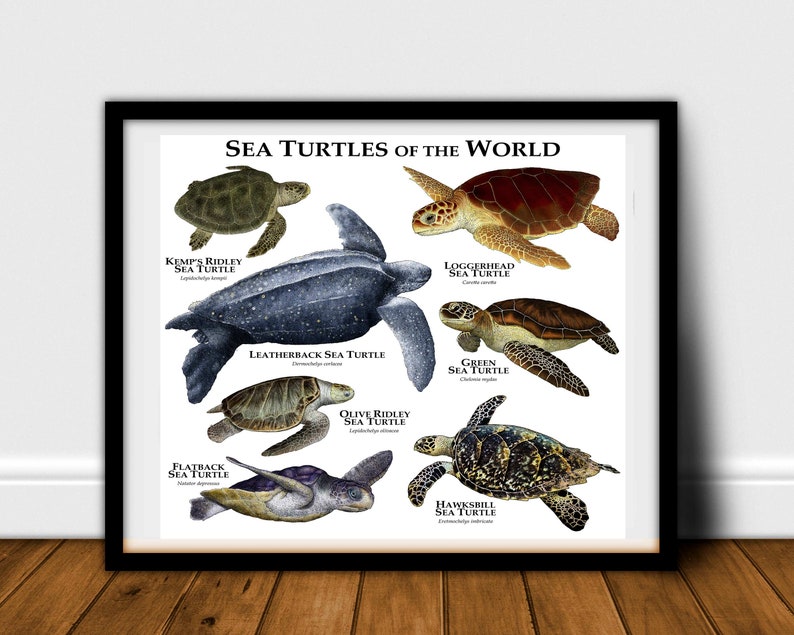 Sea Turtles of the World Poster Print - Etsy