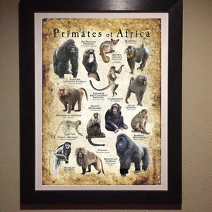 Primates of Africa Poster Print - SIGNED BY ARTIST! - Etsy