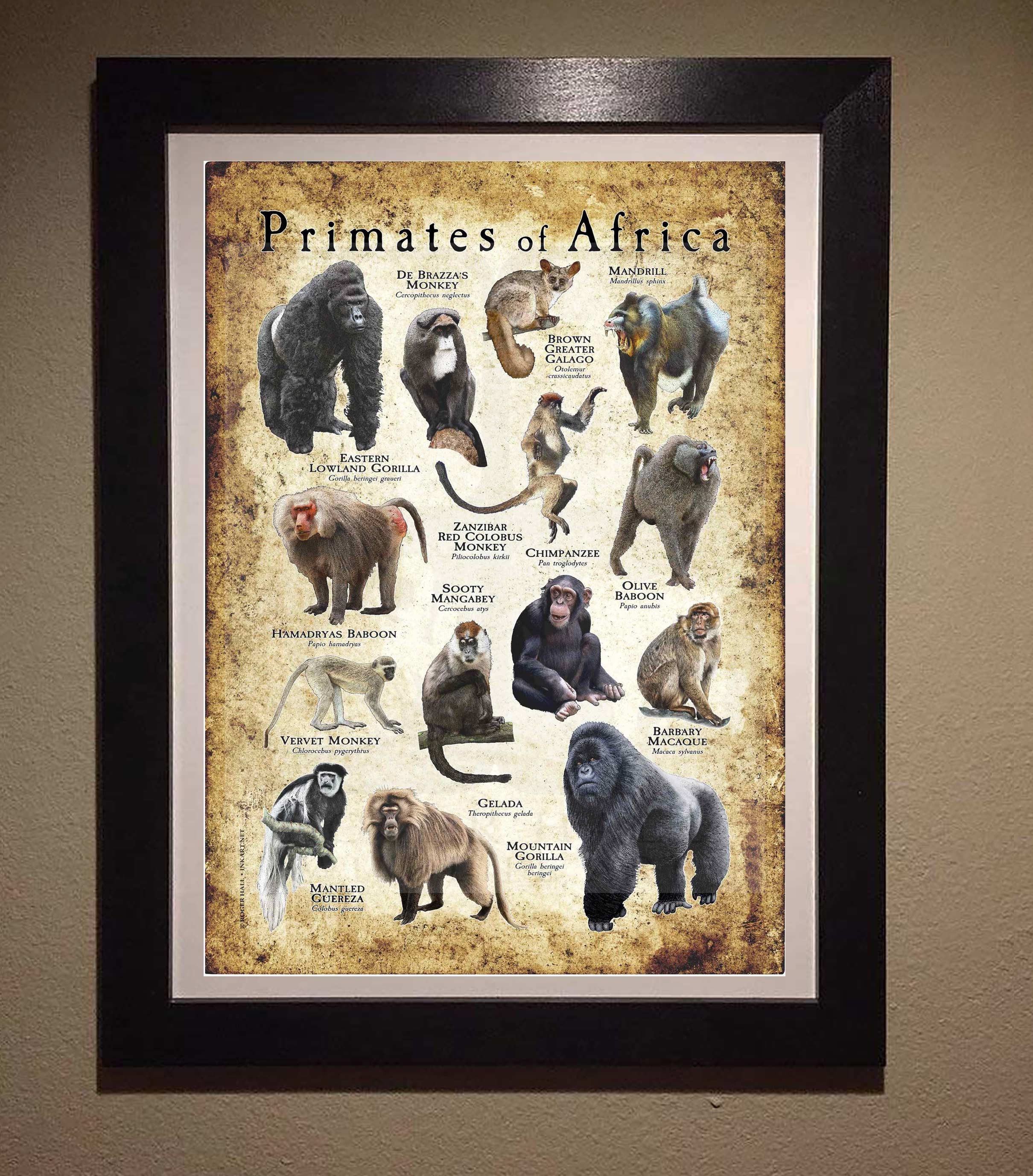 Primates of Africa Poster Print - SIGNED BY ARTIST! - Etsy