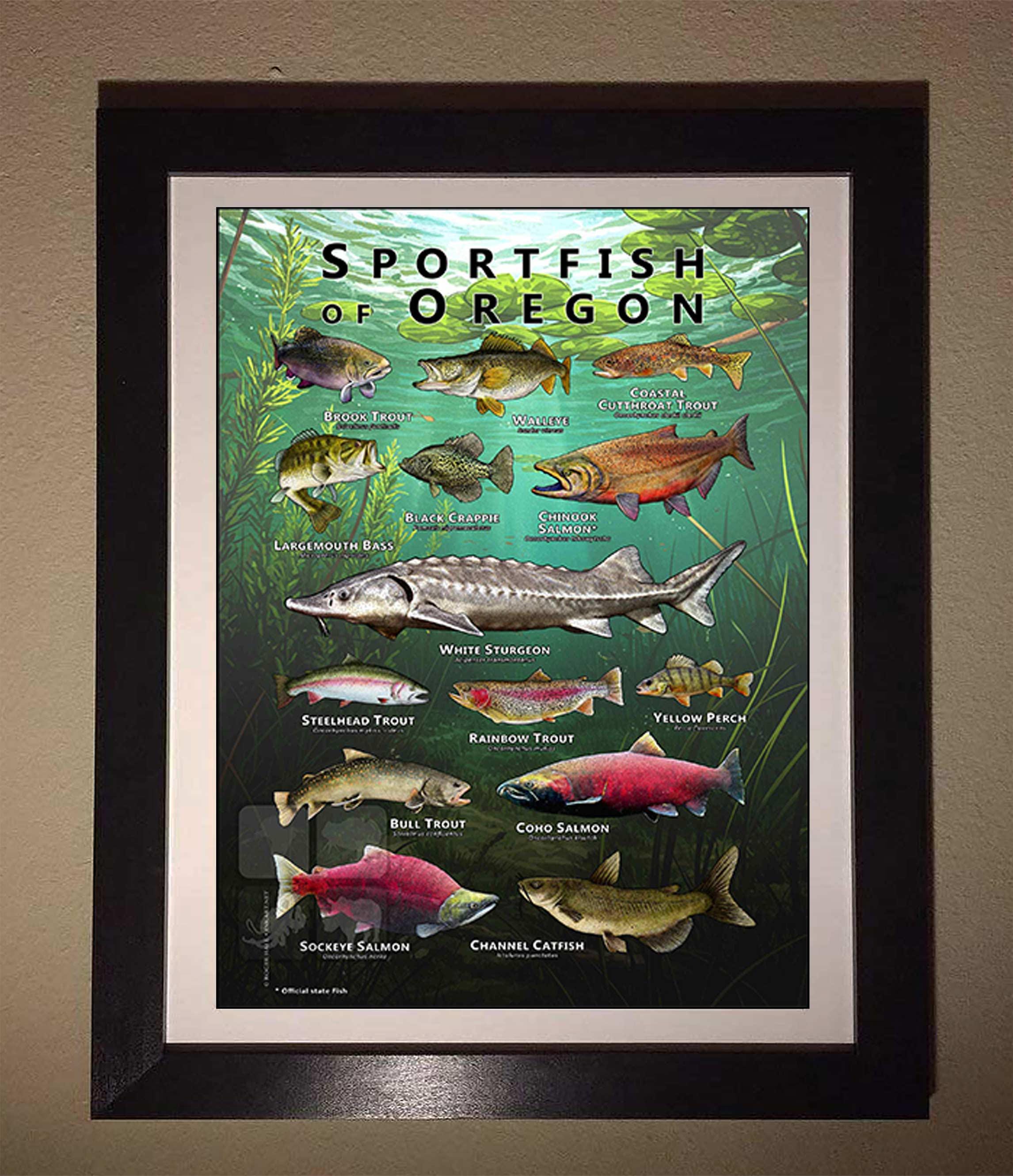 Freshwater Sportfish of Oregon Poster Print/field Guide - SIGNED BY ...