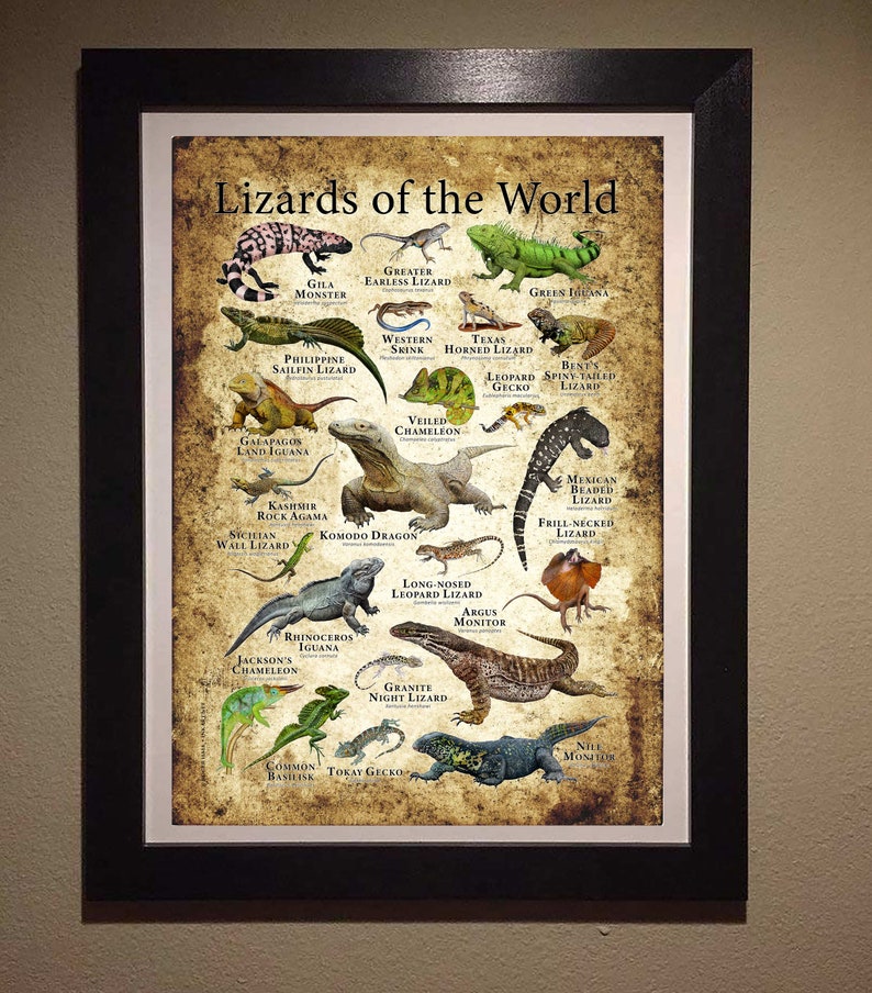 Lizards of the World Poster Print - Etsy
