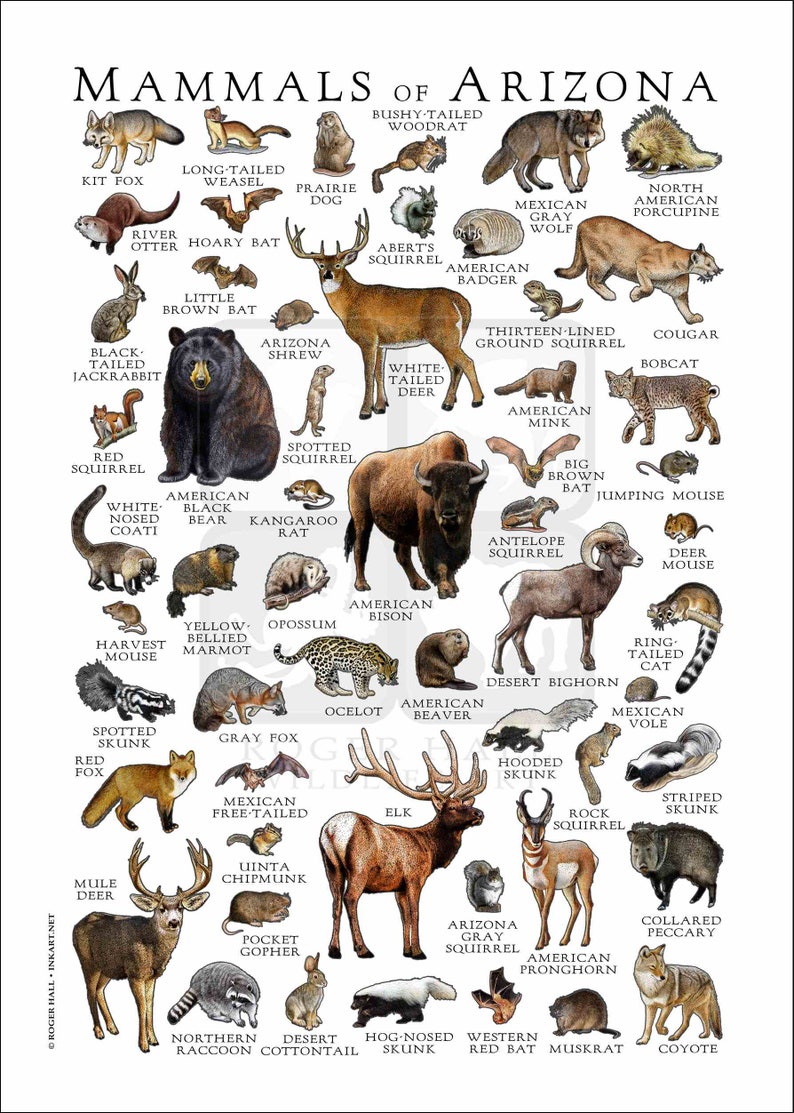 Arizona Mammals Poster Print: Field Guide Art - Signed - Etsy Israel