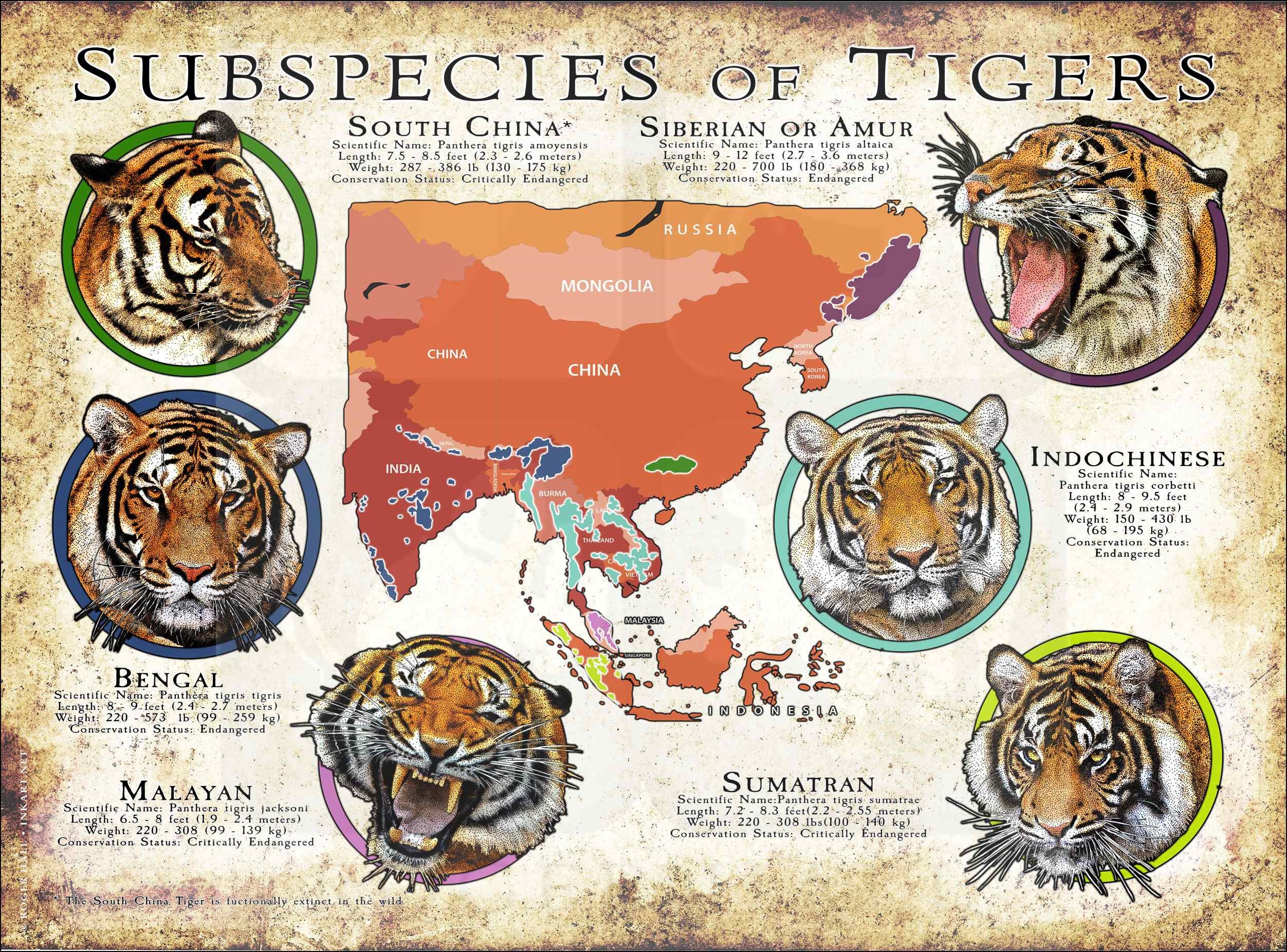 Indochinese Tiger Map